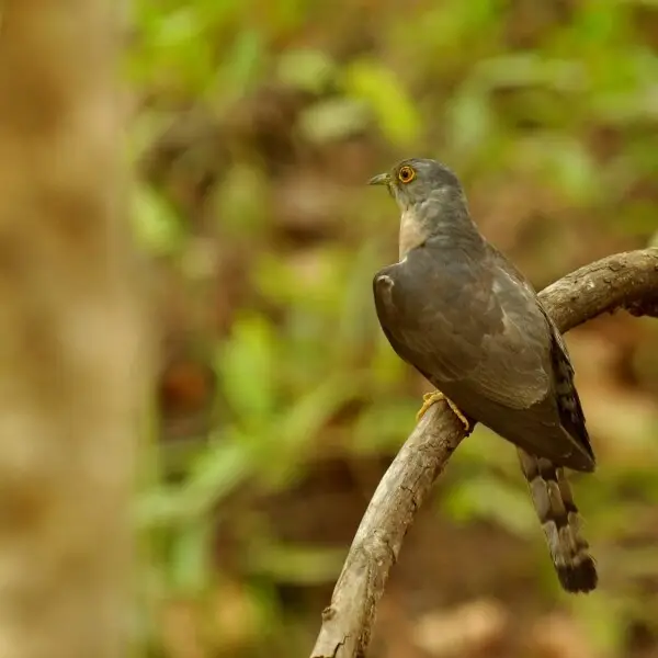 Common hawk-cuckoo - Facts, Diet, Habitat & Pictures on Animalia.bio