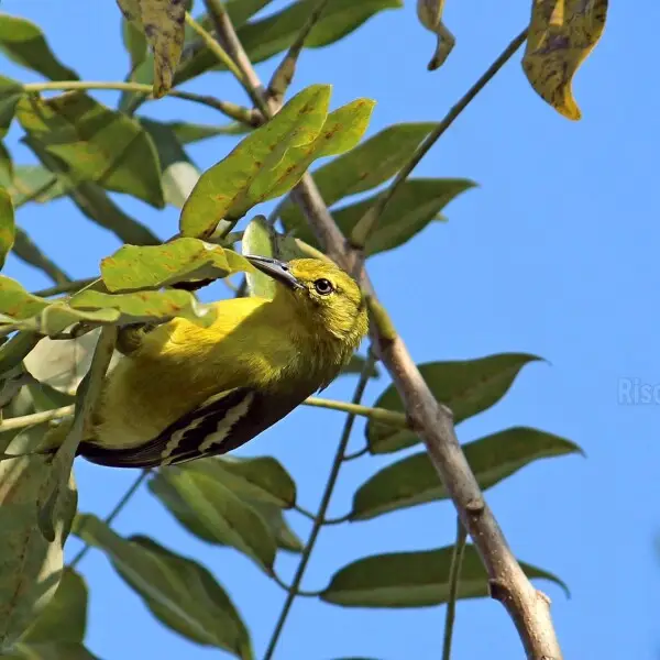 Common iora - Facts, Diet, Habitat & Pictures on Animalia.bio