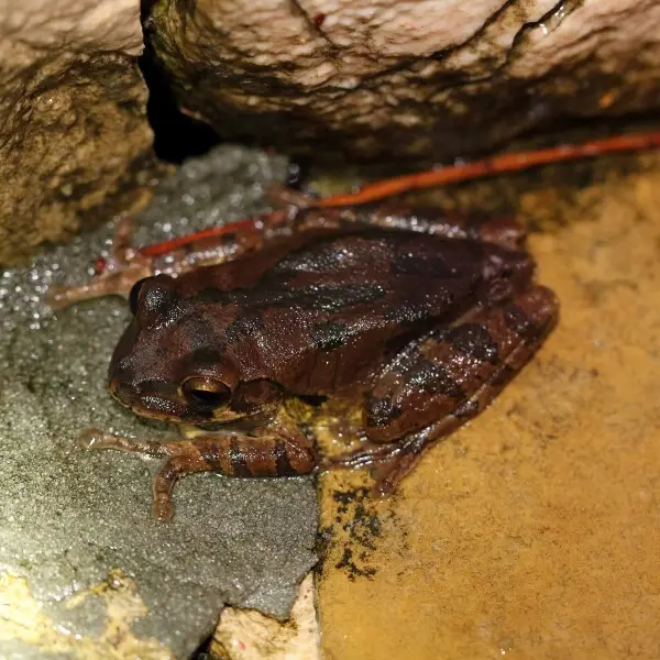 Common Mexican tree frog - Facts, Diet, Habitat & Pictures on Animalia.bio