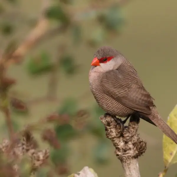 Common waxbill - Facts, Diet, Habitat & Pictures on Animalia.bio