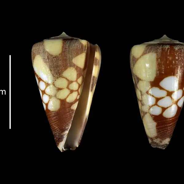 Conus marchionatus - Facts, Diet, Habitat & Pictures on Animalia.bio