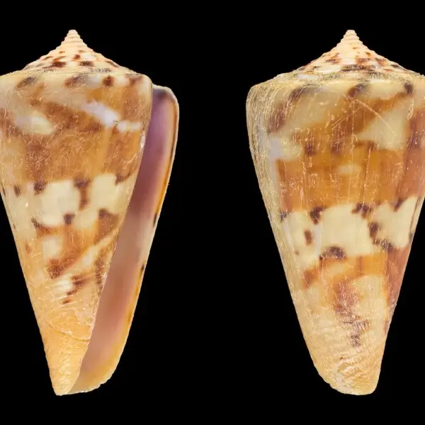 Conus daucus - Facts, Diet, Habitat & Pictures on Animalia.bio