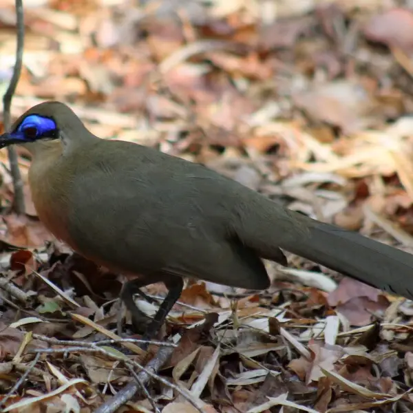 Coquerel's coua - Facts, Diet, Habitat & Pictures on Animalia.bio