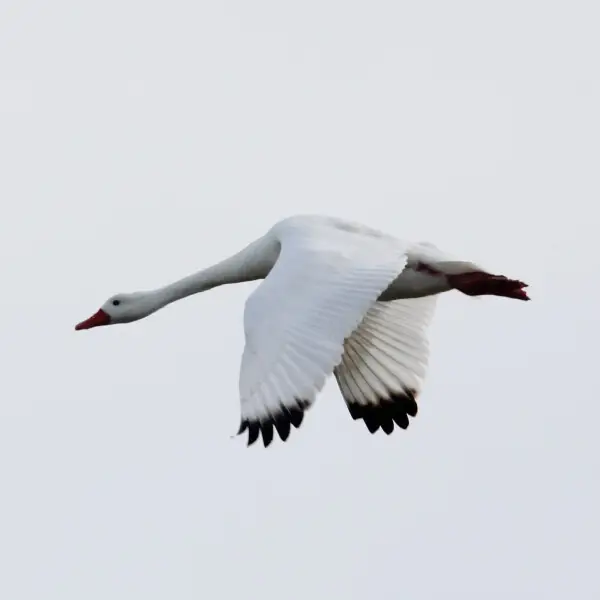 Coscoroba swan - Facts, Diet, Habitat & Pictures on Animalia.bio