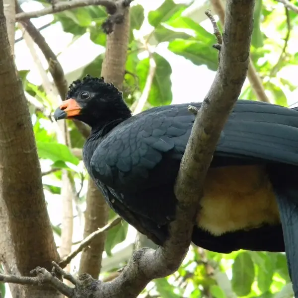 Wattled curassow - Facts, Diet, Habitat & Pictures on Animalia.bio
