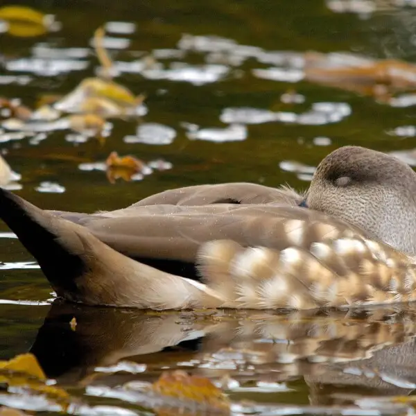 Crested duck - Facts, Diet, Habitat & Pictures on Animalia.bio