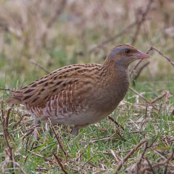Corn crake - Facts, Diet, Habitat & Pictures on Animalia.bio