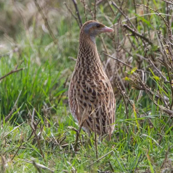 Corn crake - Facts, Diet, Habitat & Pictures on Animalia.bio