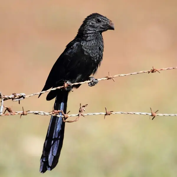 Groove-billed ani - Facts, Diet, Habitat & Pictures on Animalia.bio