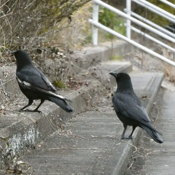 Eastern carrion crow - Facts, Diet, Habitat & Pictures on Animalia.bio