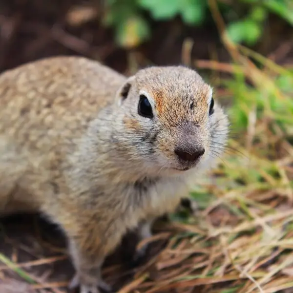Kaukasus-Ziesel - Fakten, Ernährung, Lebensraum & Bilder auf Animalia.bio