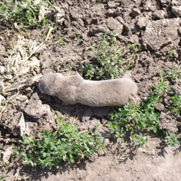 Greater mole-rat - Facts, Diet, Habitat & Pictures on Animalia.bio