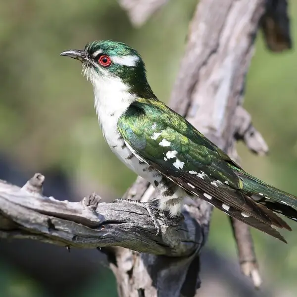 Diederik cuckoo - Facts, Diet, Habitat & Pictures on Animalia.bio