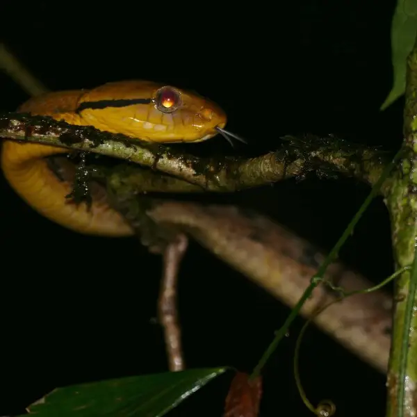 Boiga cynodon - Facts, Diet, Habitat & Pictures on Animalia.bio