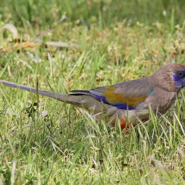 Eastern bluebonnet - Facts, Diet, Habitat & Pictures on Animalia.bio