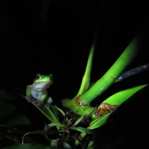 Eastern dwarf tree frog - Facts, Diet, Habitat & Pictures on Animalia.bio