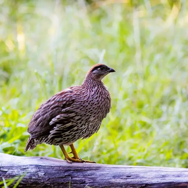 Erckel's spurfowl - Facts, Diet, Habitat & Pictures on Animalia.bio