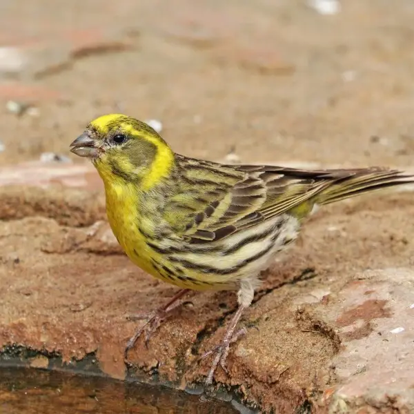 European serin - Facts, Diet, Habitat & Pictures on Animalia.bio
