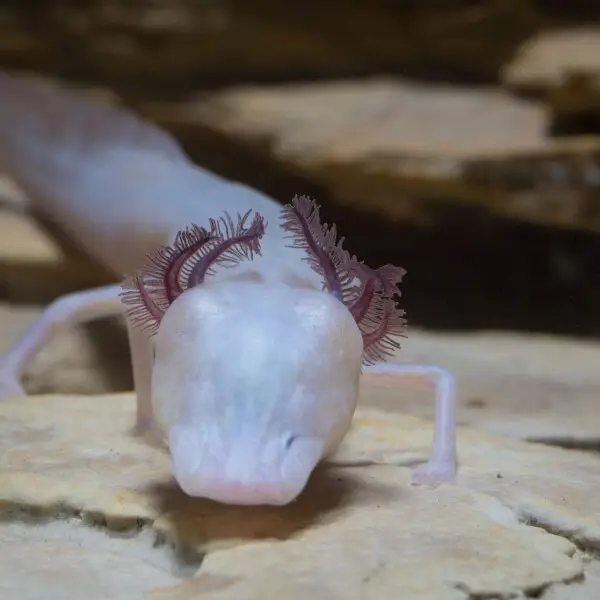 Texas blind salamander - Facts, Diet, Habitat & Pictures on Animalia.bio