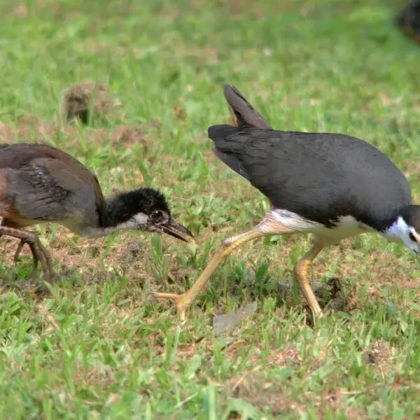 White-breasted waterhen - Facts, Diet, Habitat & Pictures on Animalia.bio