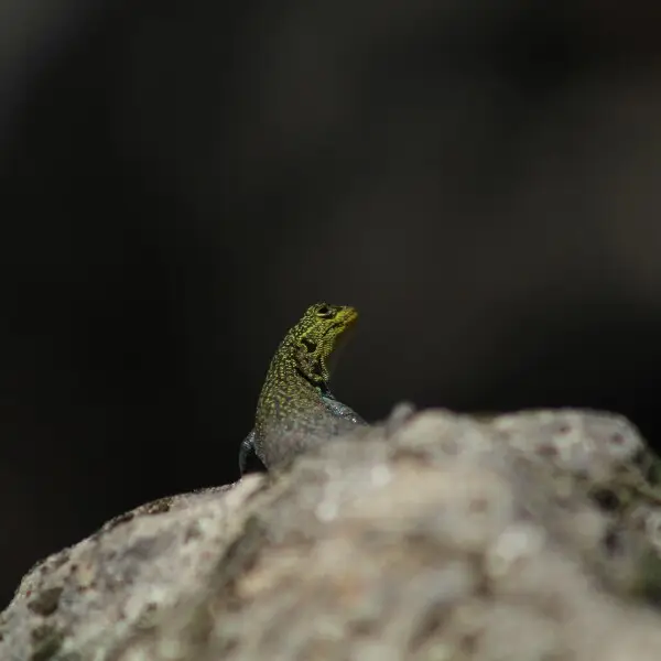 Liolaemus tenuis - факти, дієта, ареал і фотографії на Animalia.bio