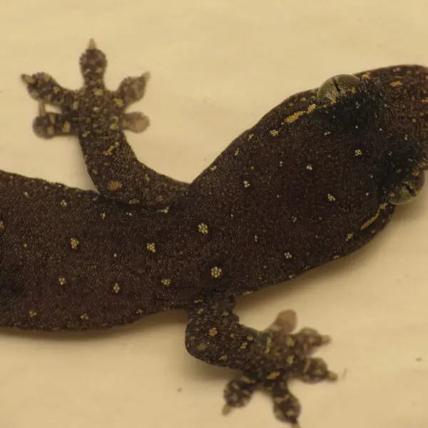 Gehyra mutilata - Facts, Diet, Habitat & Pictures on Animalia.bio