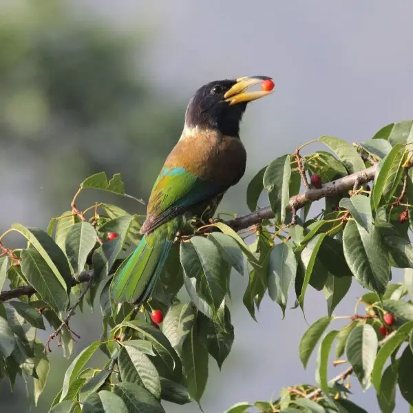 Great barbet - Facts, Diet, Habitat & Pictures on Animalia.bio