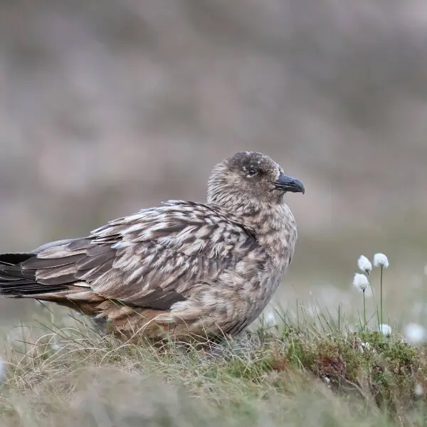 Great skua - Facts, Diet, Habitat & Pictures on Animalia.bio