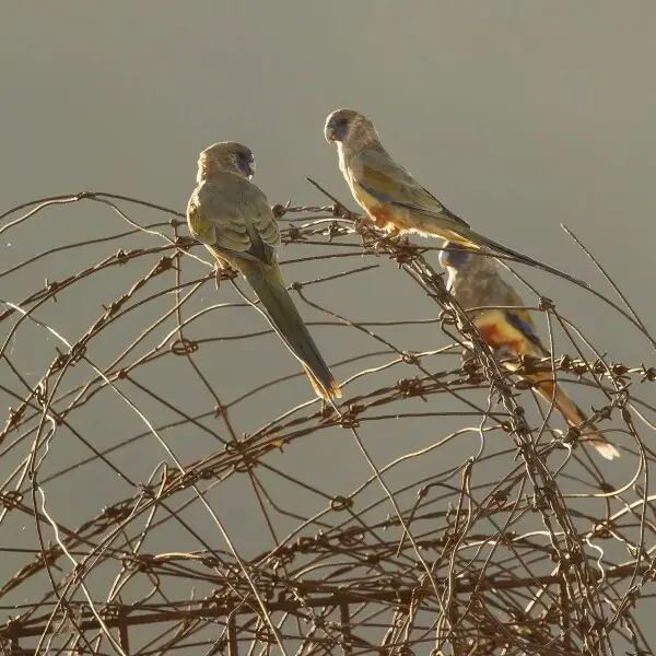 Eastern bluebonnet - Facts, Diet, Habitat & Pictures on Animalia.bio