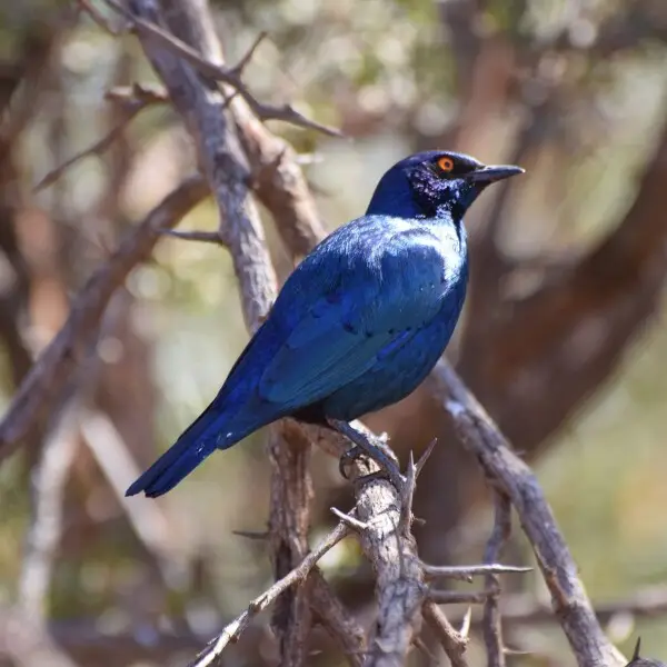 Greater blue-eared starling - Facts, Diet, Habitat & Pictures on ...
