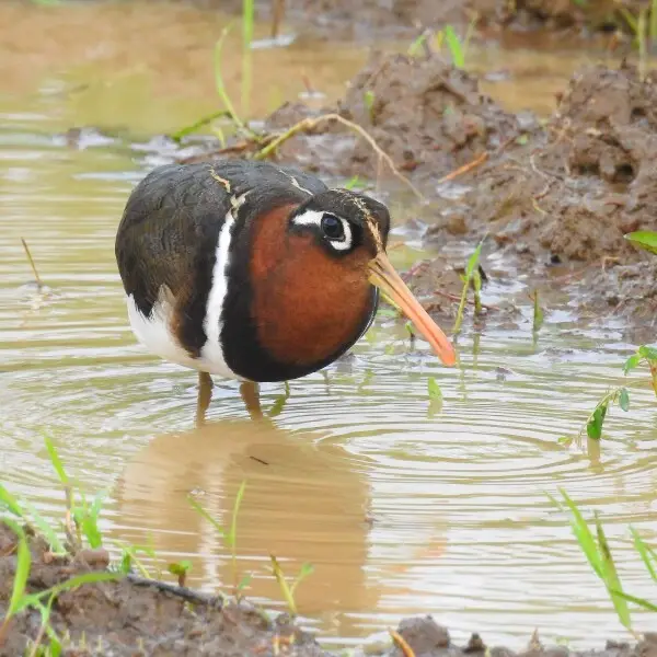 Greater painted-snipe - Facts, Diet, Habitat & Pictures on Animalia.bio