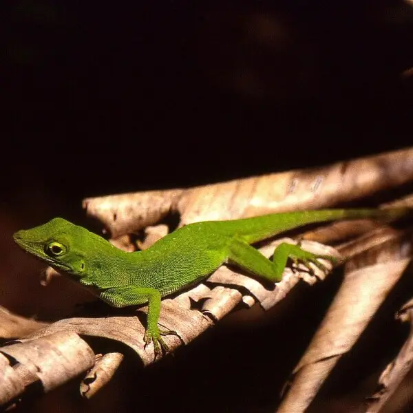 Anolis biporcatus - факти, дієта, ареал і фотографії на Animalia.bio