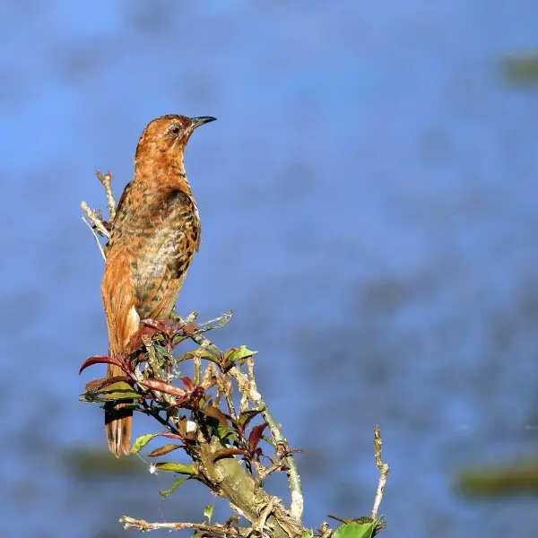 Grey-bellied cuckoo - Facts, Diet, Habitat & Pictures on Animalia.bio