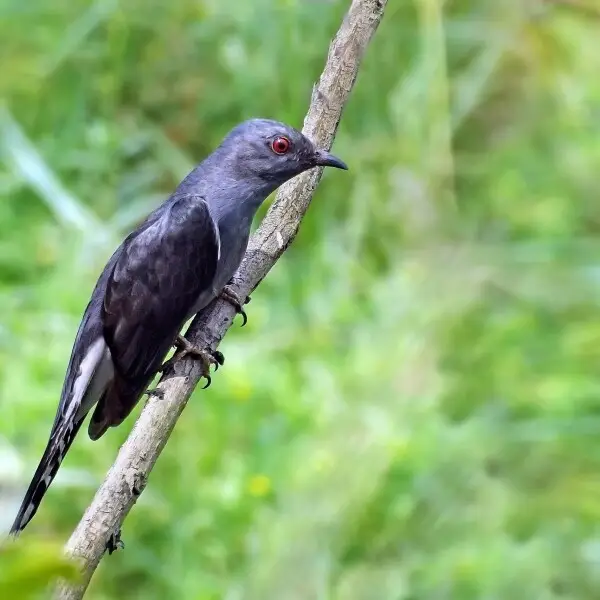 Grey-bellied cuckoo - Facts, Diet, Habitat & Pictures on Animalia.bio
