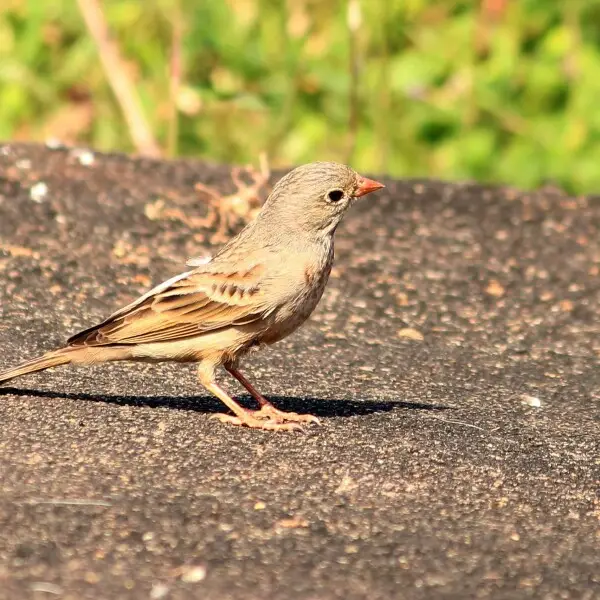 Grey-necked bunting - Facts, Diet, Habitat & Pictures on Animalia.bio
