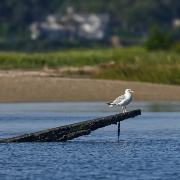 American herring gull - Facts, Diet, Habitat & Pictures on Animalia.bio