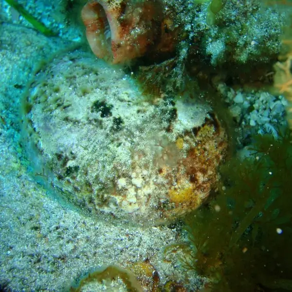 Haliotis laevigata - Facts, Diet, Habitat & Pictures on Animalia.bio