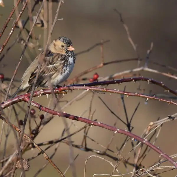 Harris's sparrow - Facts, Diet, Habitat & Pictures on Animalia.bio