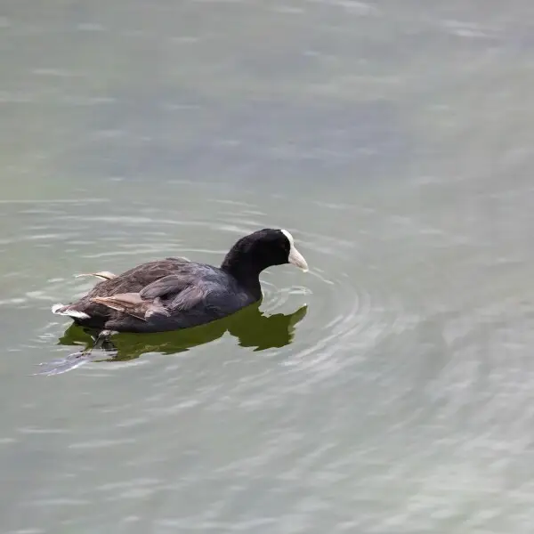 Hawaiian coot - Facts, Diet, Habitat & Pictures on Animalia.bio