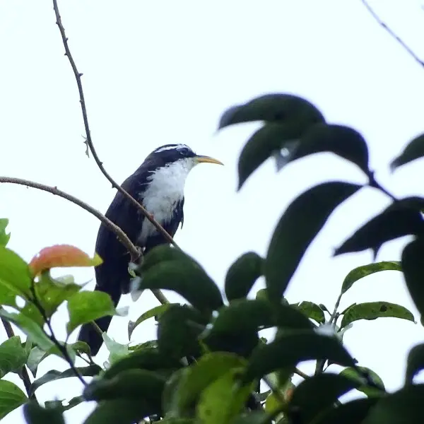 Indian scimitar babbler - Facts, Diet, Habitat & Pictures on Animalia.bio