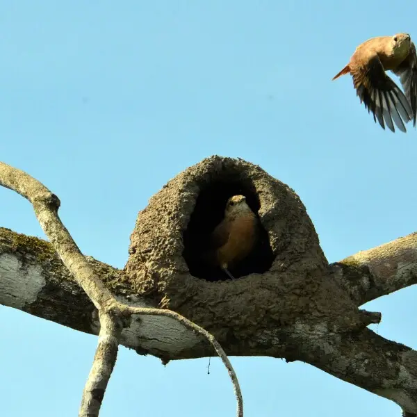 Rufous hornero - Facts, Diet, Habitat & Pictures on Animalia.bio