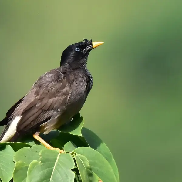 Jungle myna - Facts, Diet, Habitat & Pictures on Animalia.bio