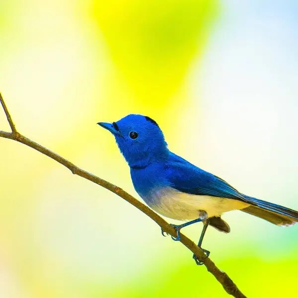 Black-naped monarch - Facts, Diet, Habitat & Pictures on Animalia.bio