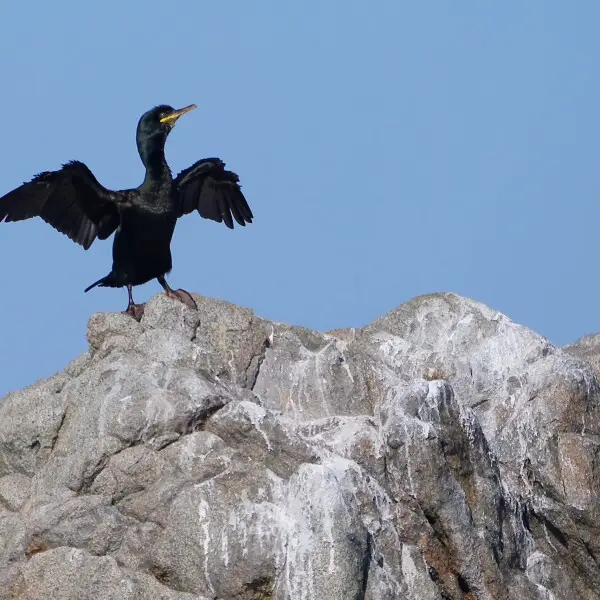 European shag - Facts, Diet, Habitat & Pictures on Animalia.bio