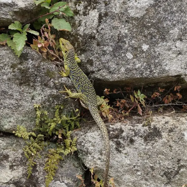 Ocellated lizard - Facts, Diet, Habitat & Pictures on Animalia.bio