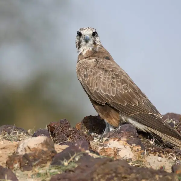 Laggar falcon - Facts, Diet, Habitat & Pictures on Animalia.bio
