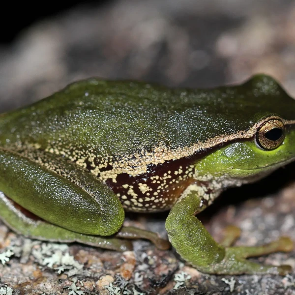 Ranoidea nudidigitus - факти, дієта, ареал і фотографії на Animalia.bio