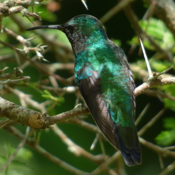 Chrysuronia goudoti - факти, дієта, ареал і фотографії на Animalia.bio