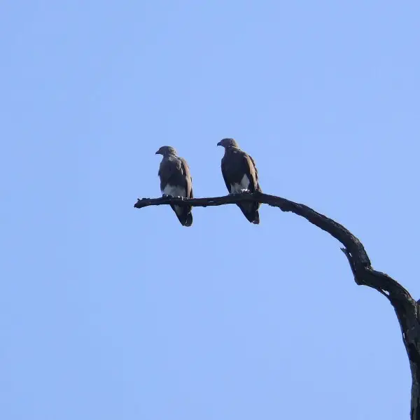 Lesser fish eagle - Facts, Diet, Habitat & Pictures on Animalia.bio