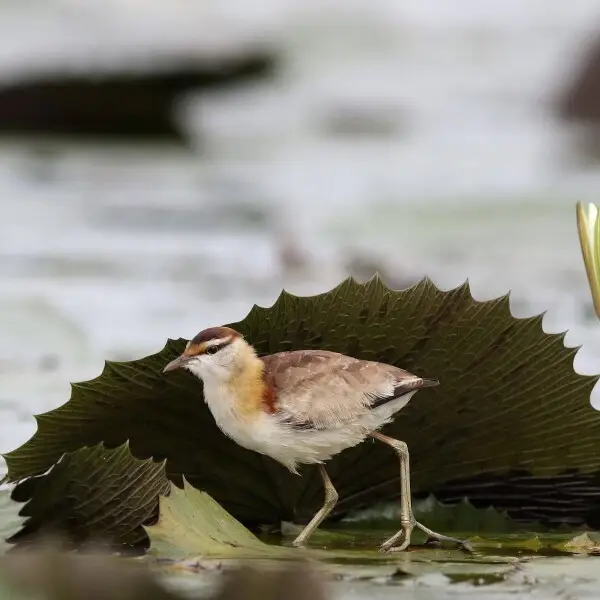 Lesser jacana - Facts, Diet, Habitat & Pictures on Animalia.bio